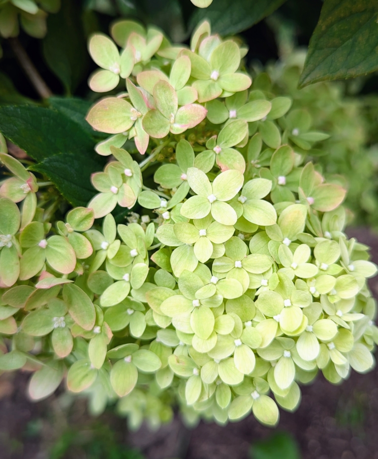 My Hydrangea Border - The Martha Stewart Blog
