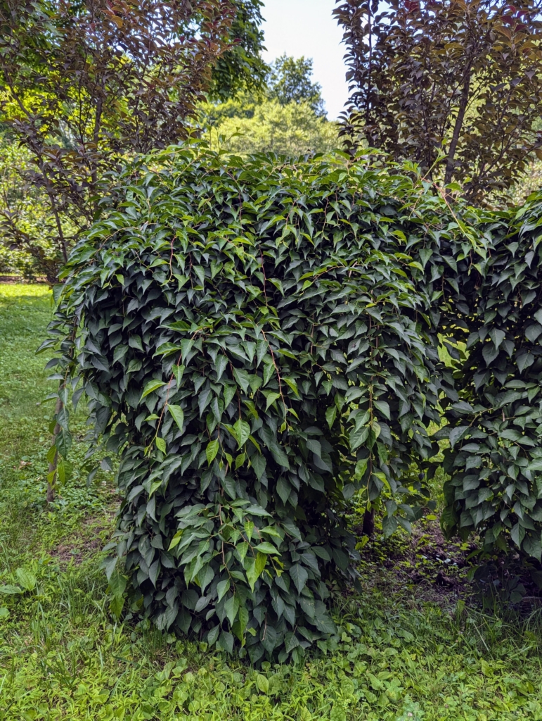 My Japanese Snowbell Trees - The Martha Stewart Blog