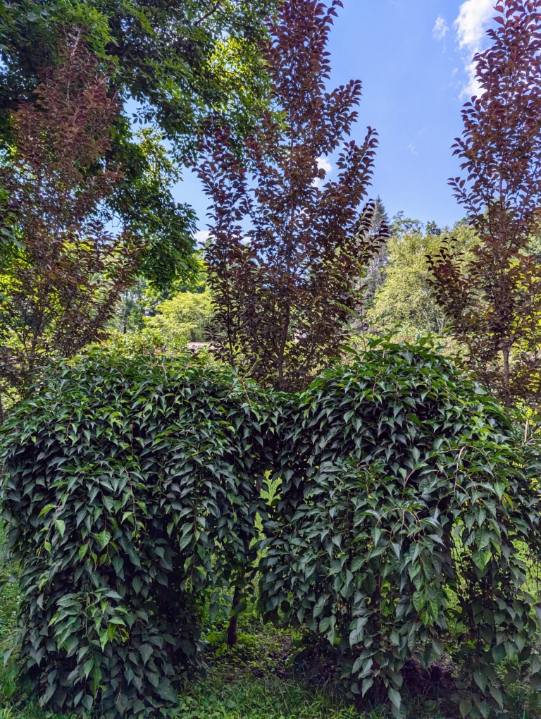 My Japanese Snowbell Trees - The Martha Stewart Blog