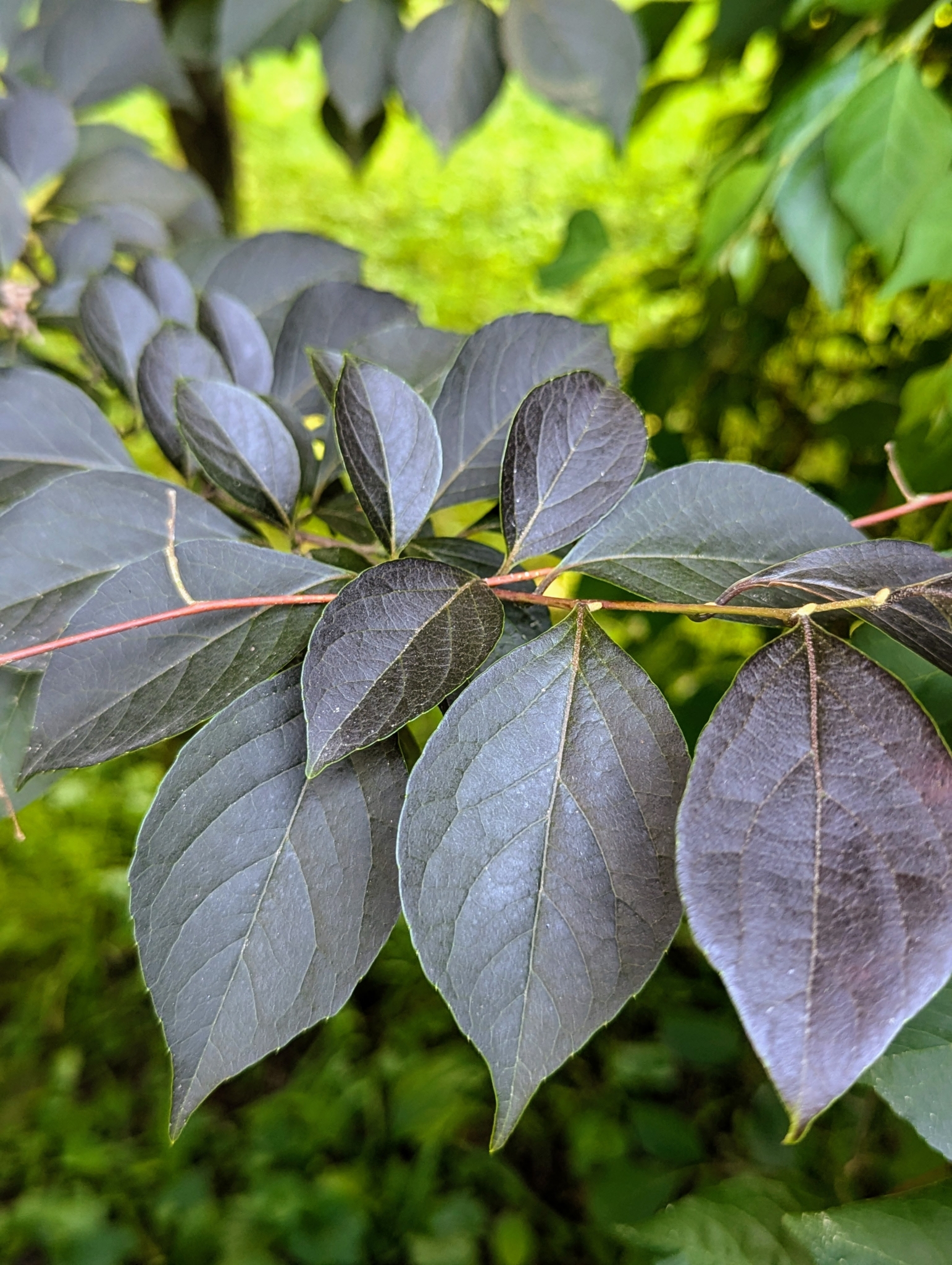 My Japanese Snowbell Trees - The Martha Stewart Blog