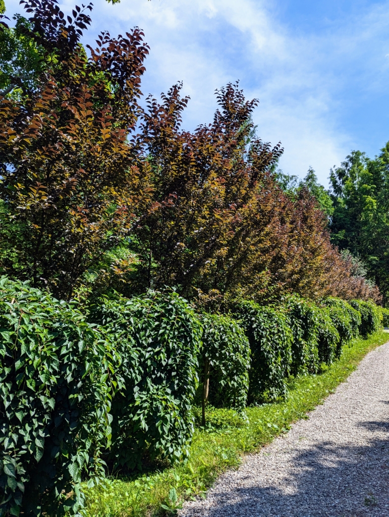My Japanese Snowbell Trees - The Martha Stewart Blog