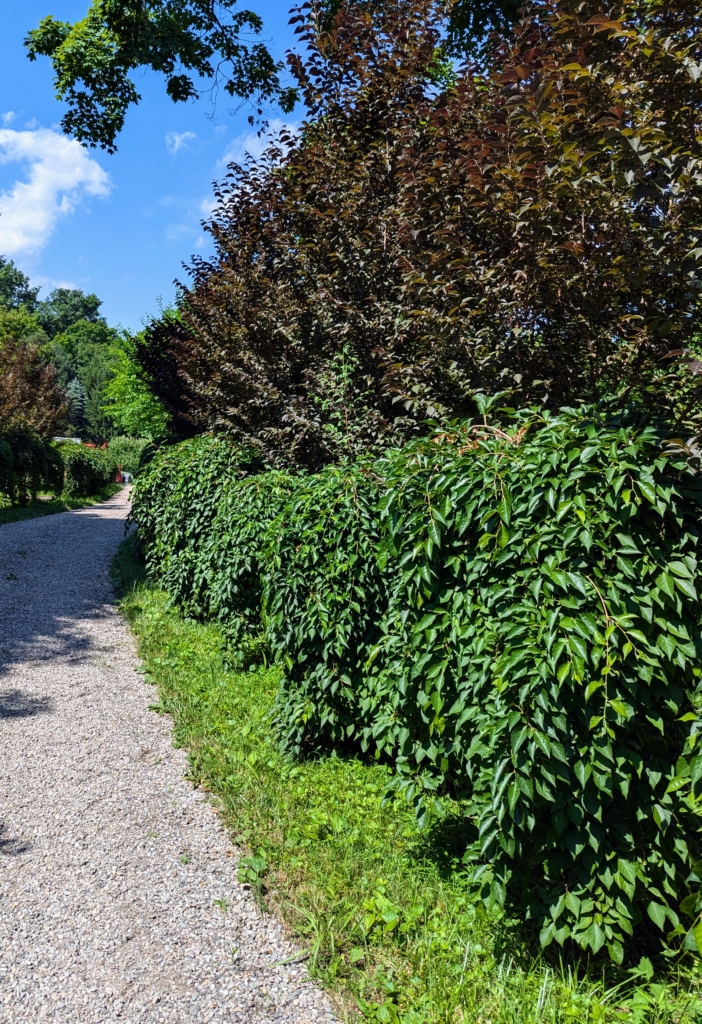 My Japanese Snowbell Trees - The Martha Stewart Blog