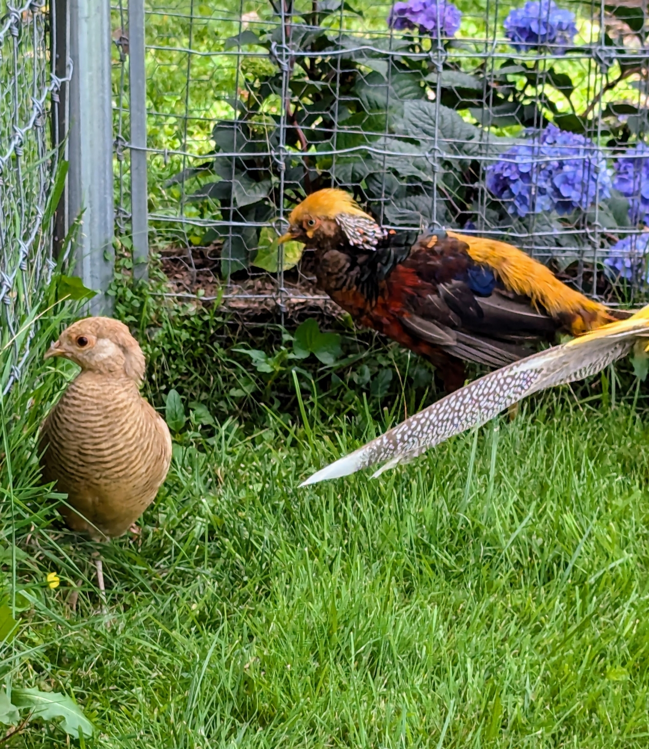 Two Pheasants and a Peacock Join My Flock - The Martha Stewart Blog