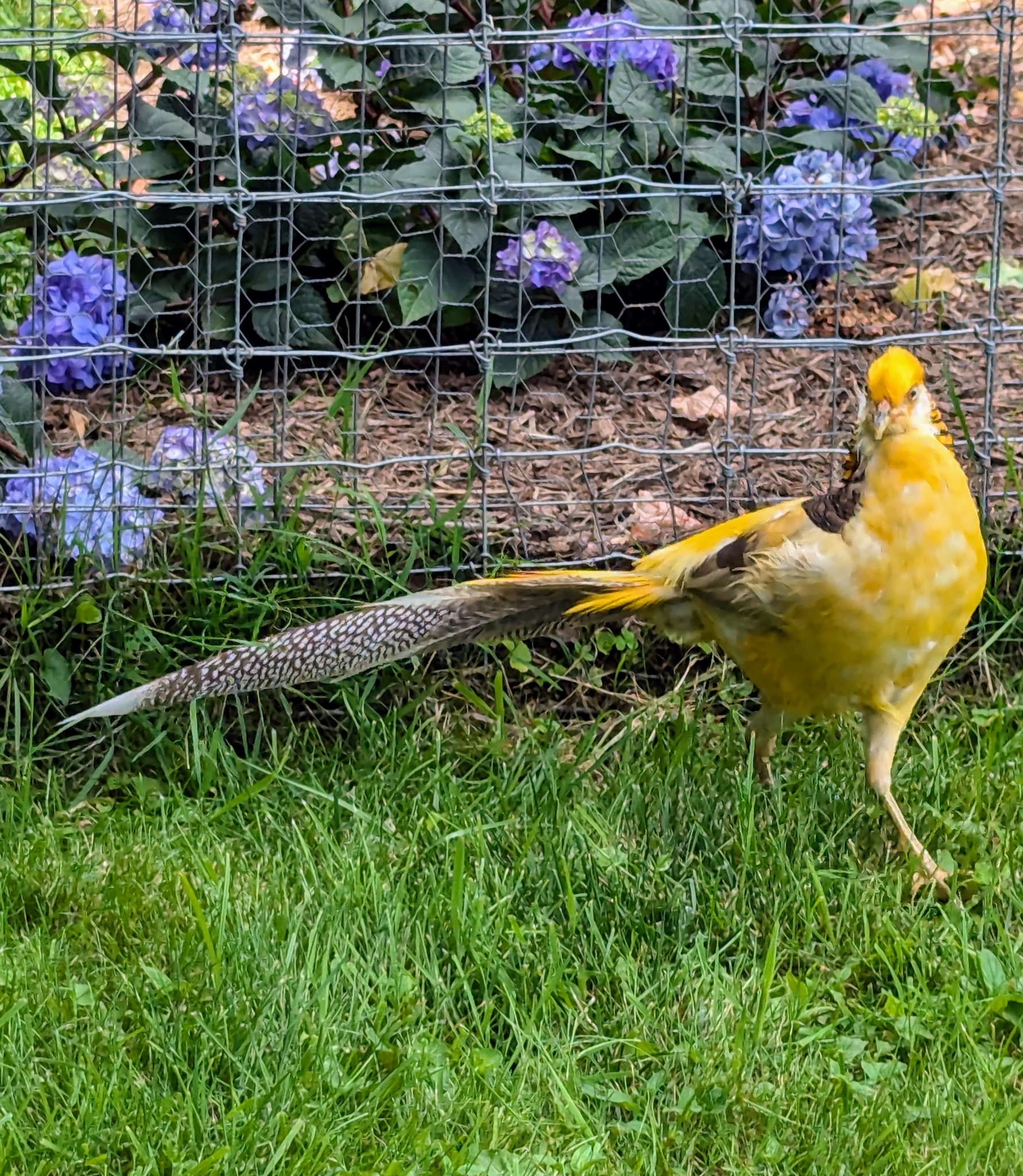 Two Pheasants and a Peacock Join My Flock - The Martha Stewart Blog