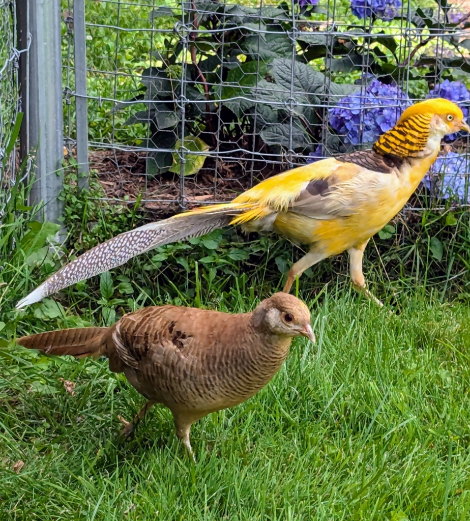 Two Pheasants and a Peacock Join My Flock - The Martha Stewart Blog