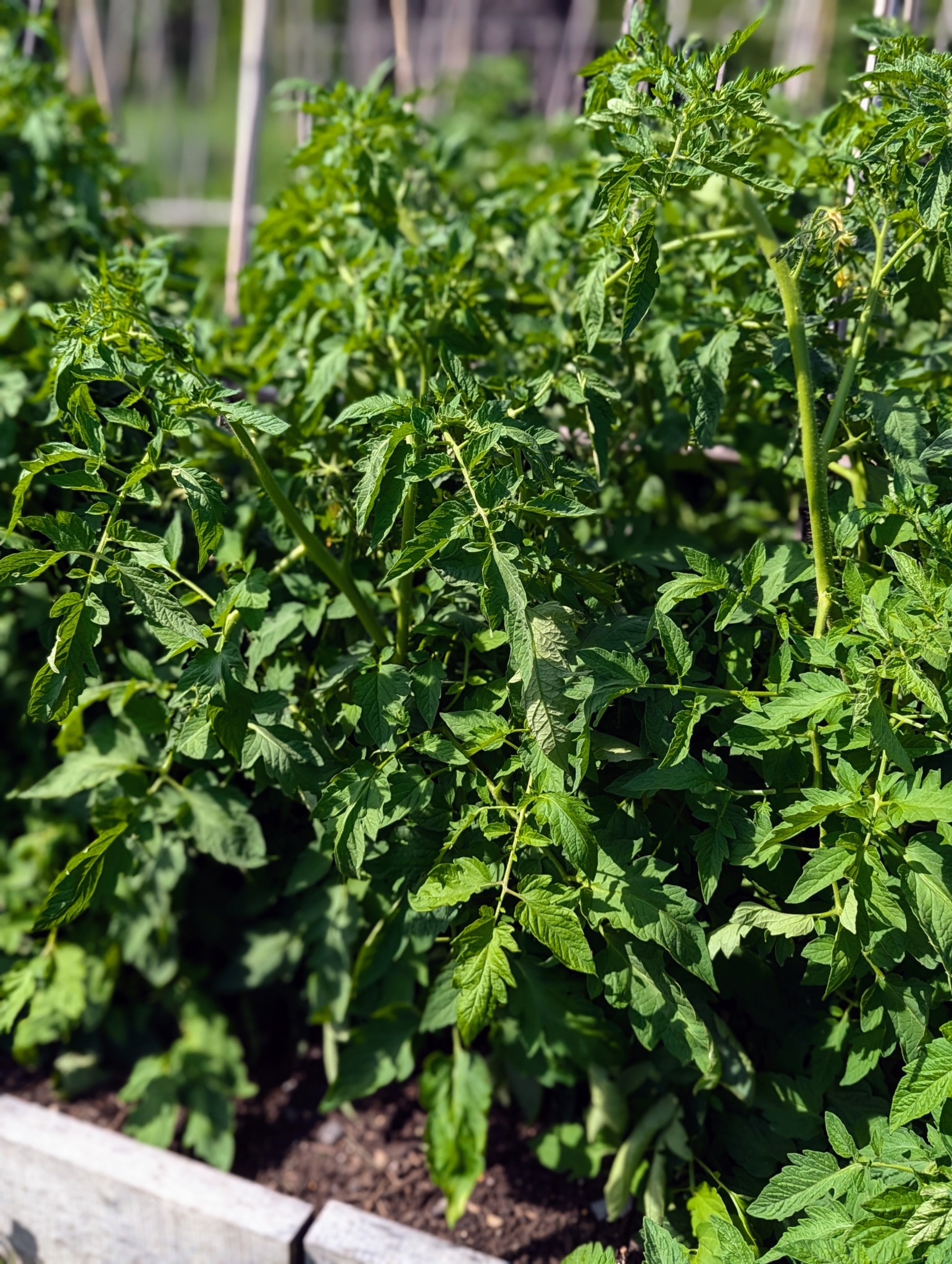 Maintaining My Tomato Plants - The Martha Stewart Blog