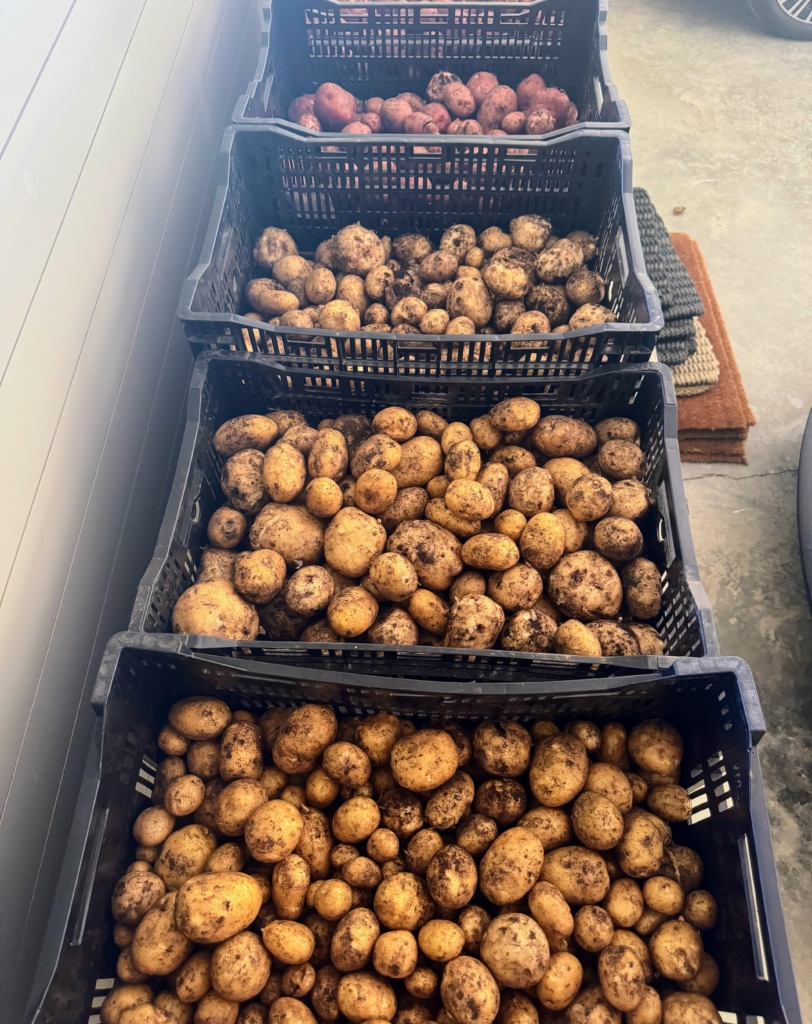 Picking Potatoes from the Garden - The Martha Stewart Blog