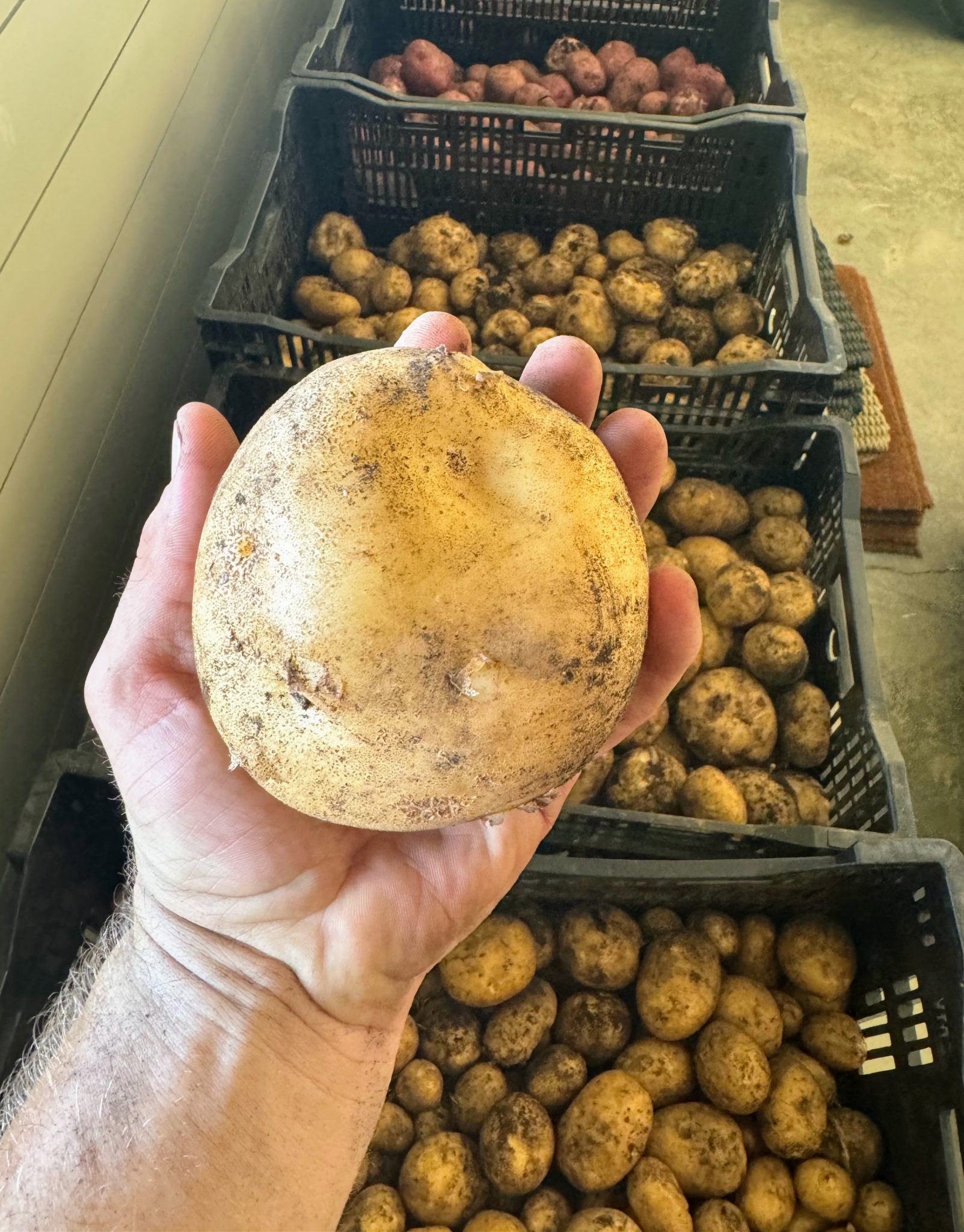 Picking Potatoes from the Garden - The Martha Stewart Blog