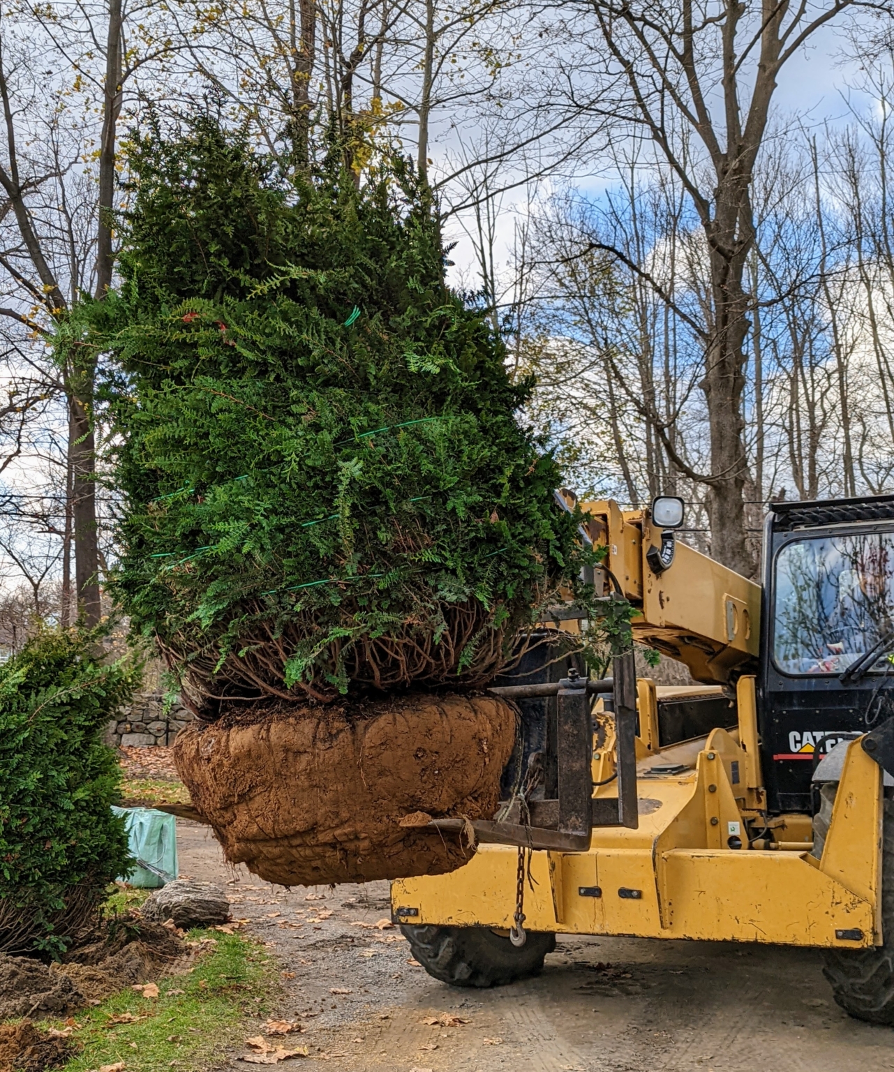 Planting Fernspray Hinoki Cypress from Monrovia - The Martha Stewart Blog