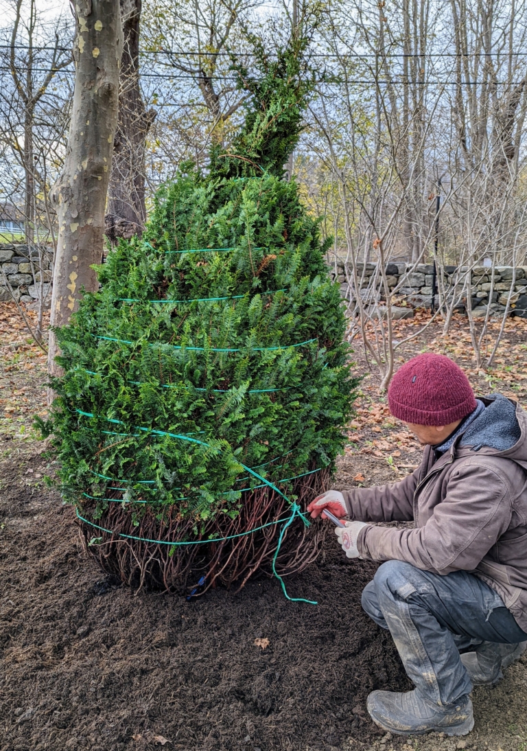 Planting Fernspray Hinoki Cypress from Monrovia - The Martha Stewart Blog