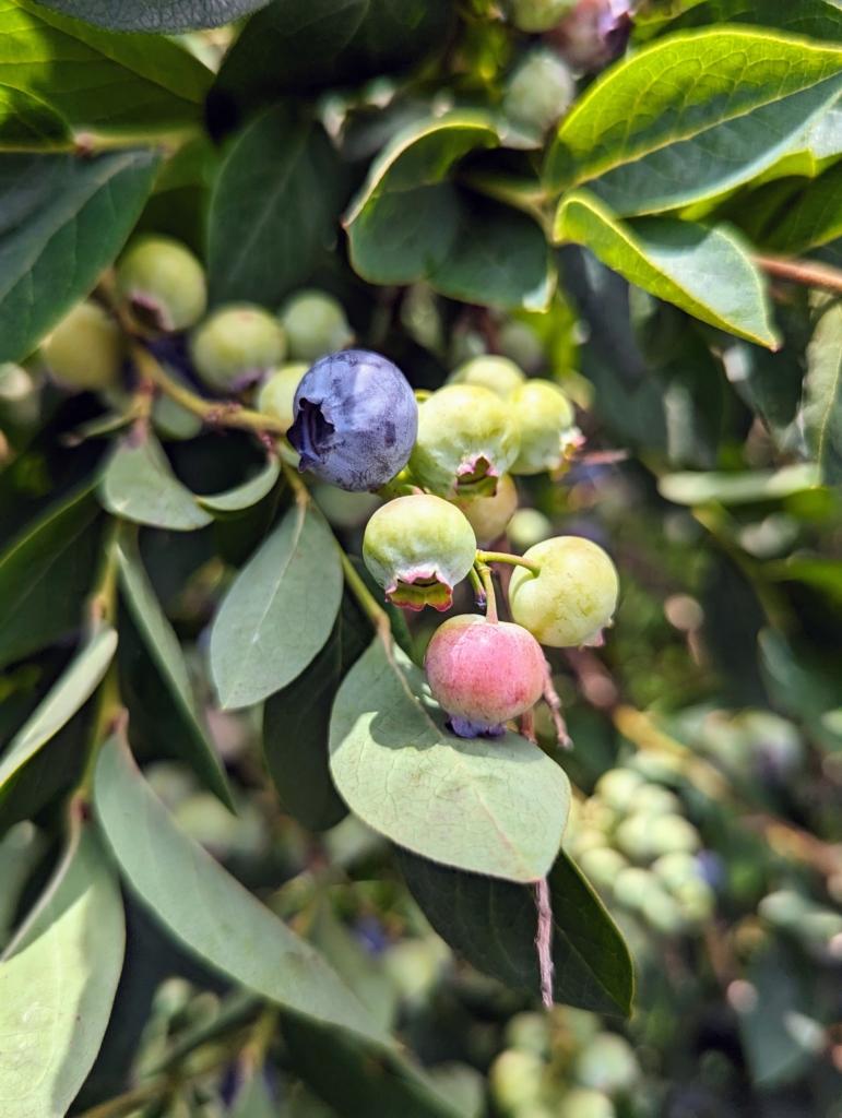 Blueberry Picking at My Farm - The Martha Stewart Blog