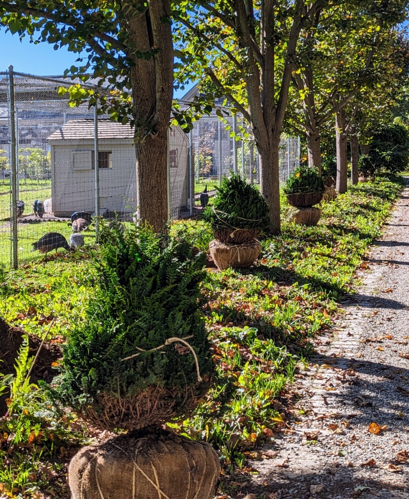 Planting Fernspray Hinoki Cypress from Monrovia - The Martha Stewart Blog