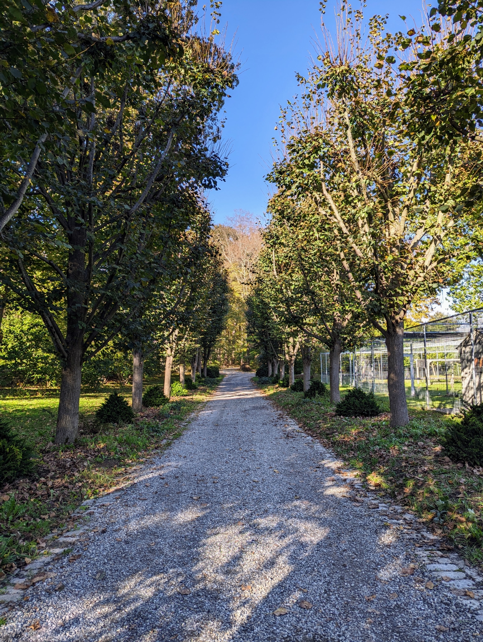 Planting Fernspray Hinoki Cypress from Monrovia - The Martha Stewart Blog