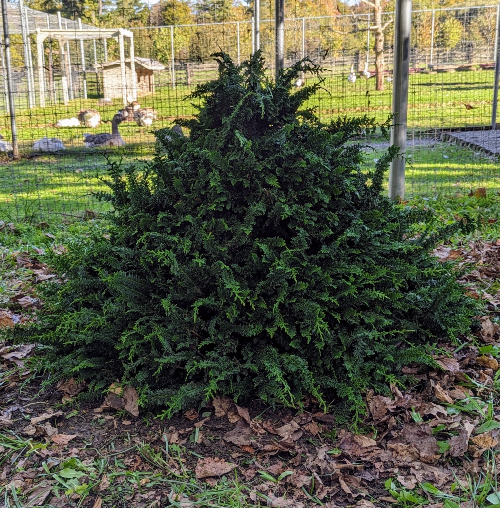 Planting Fernspray Hinoki Cypress from Monrovia - The Martha Stewart Blog
