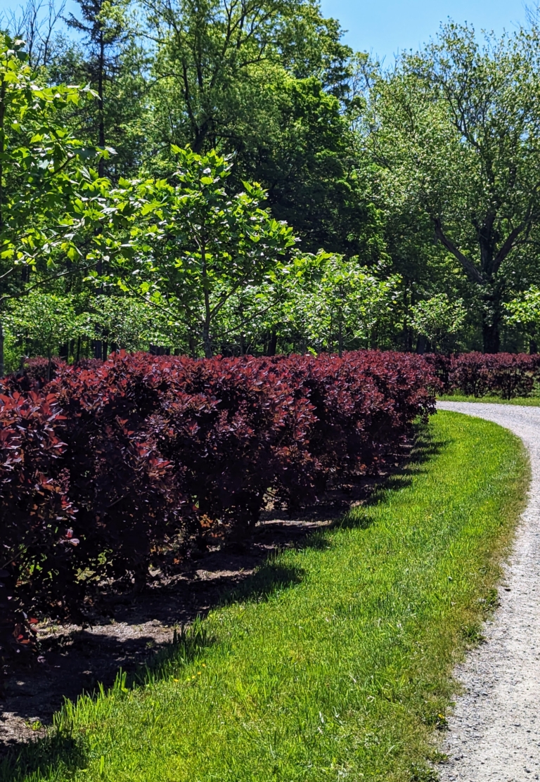 Pruning the Smoke Bushes in My Allée - The Martha Stewart Blog