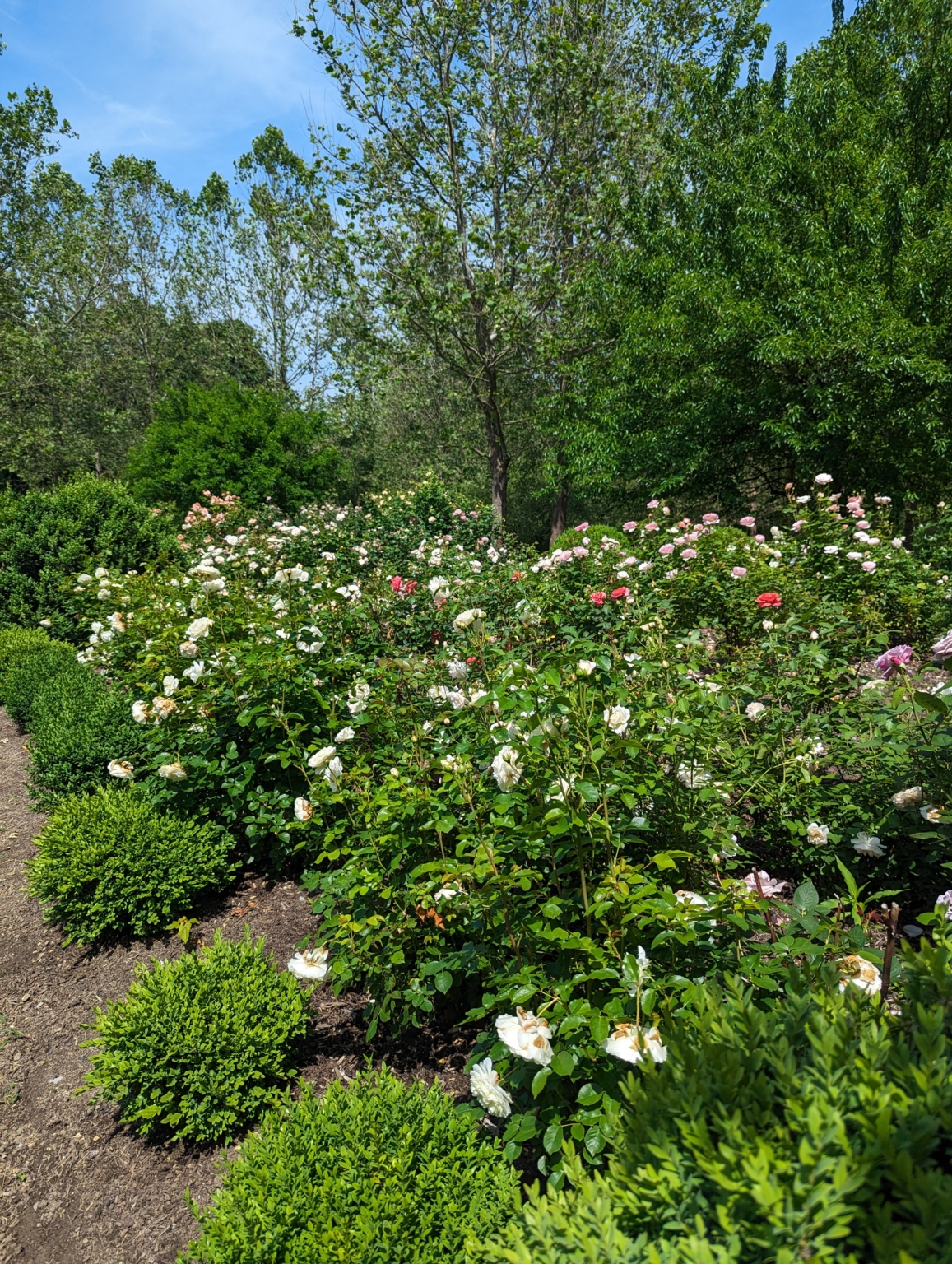 Time to "Prune After Bloom" the Roses - The Martha Stewart Blog
