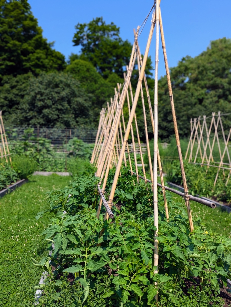 Maintaining My Tomato Plants - The Martha Stewart Blog