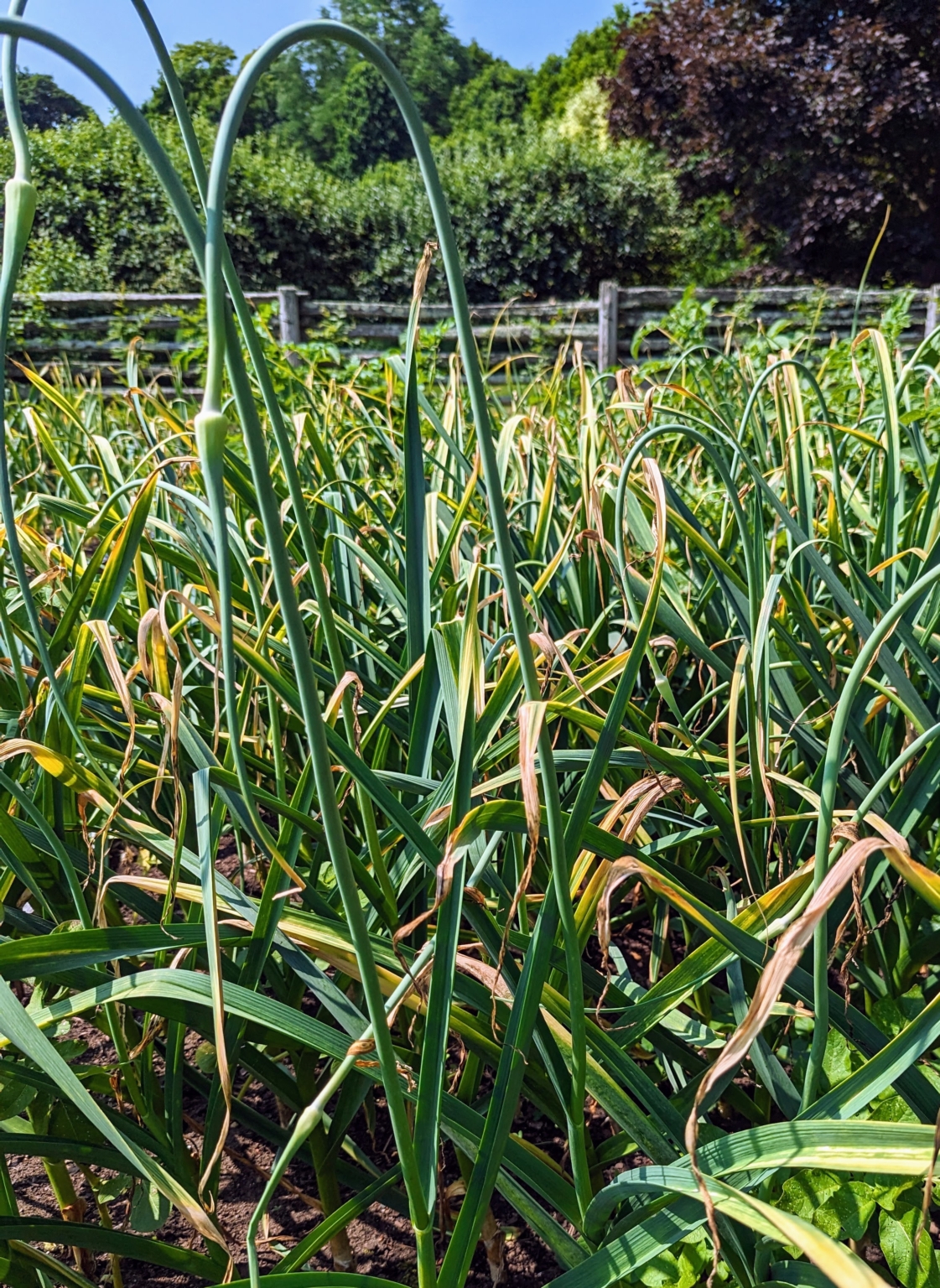 The Martha Stewart Blog : Blog Archive Picking Garlic from My Garden ...