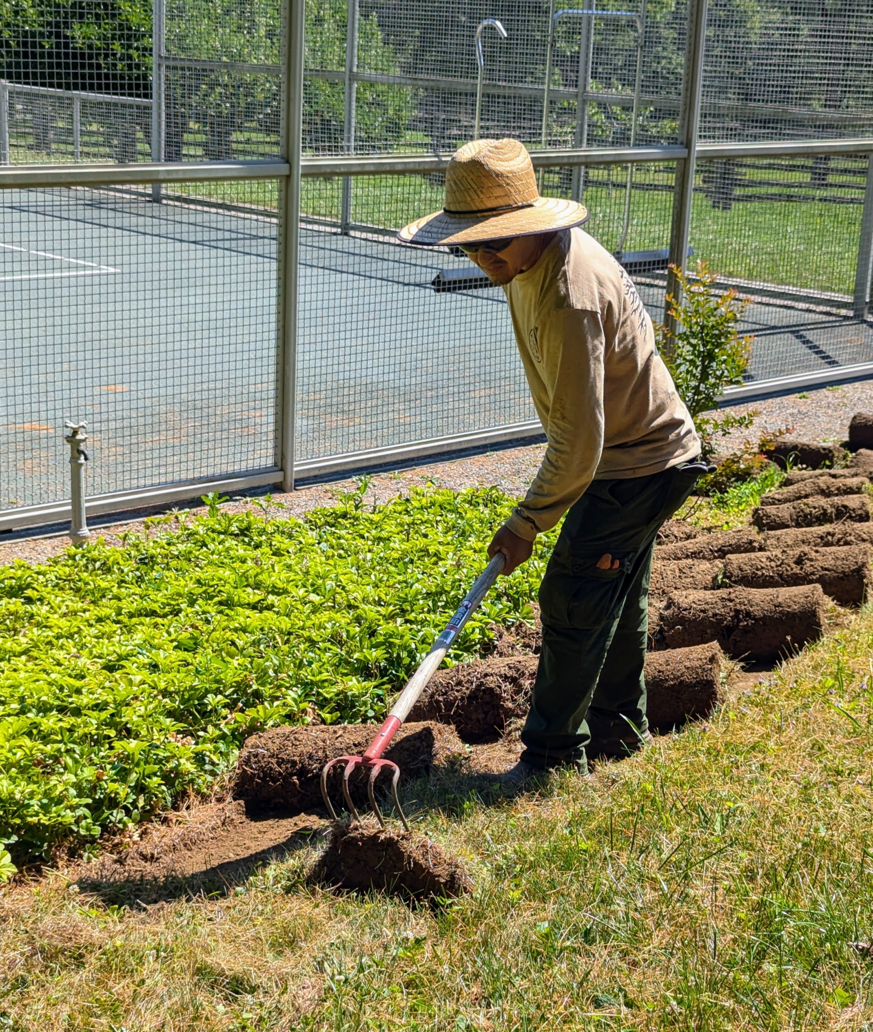 Planting Hydrangeas Around My Tennis Court - The Martha Stewart Blog