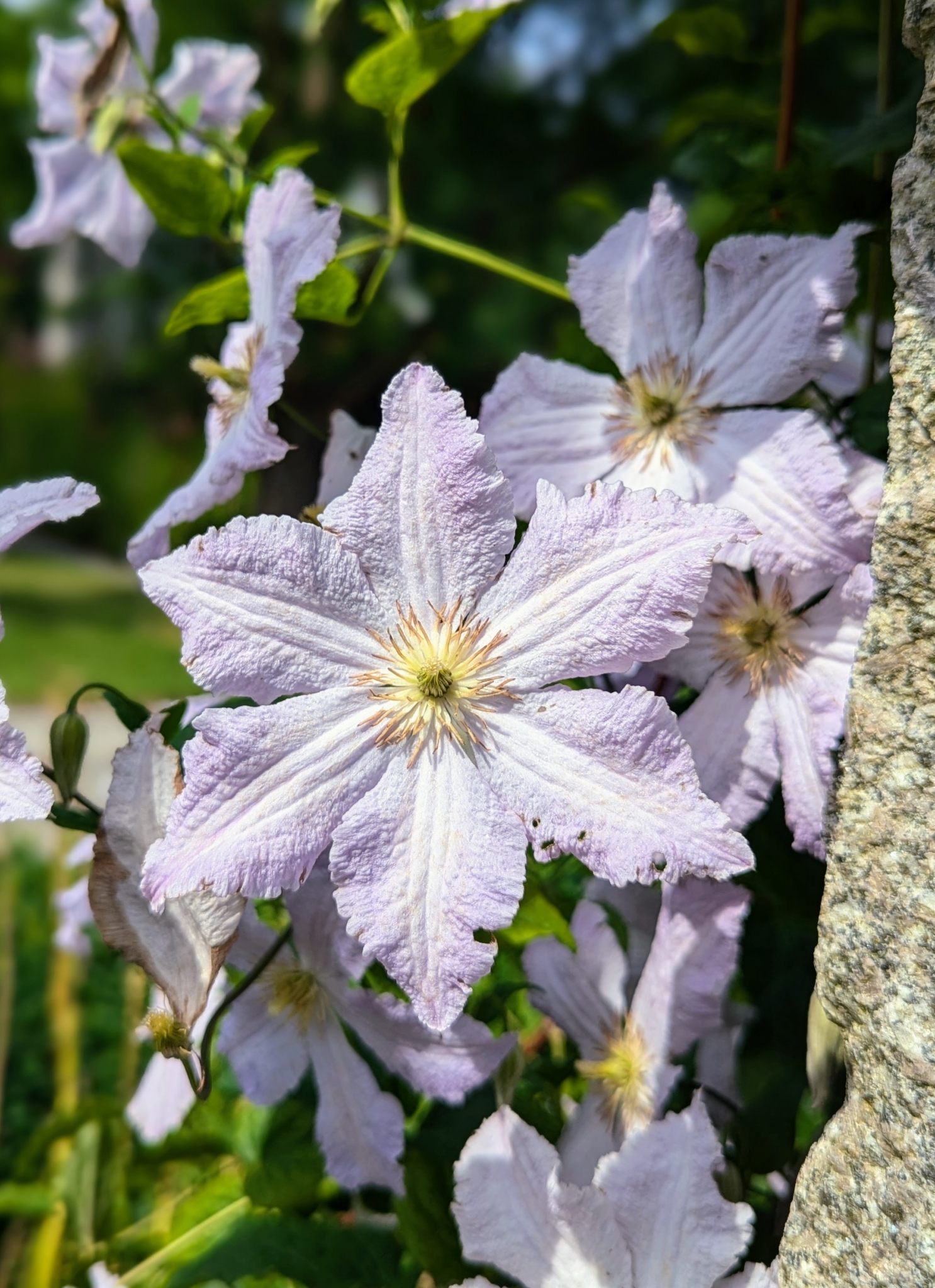 The Martha Stewart Blog : Blog Archive Flowering Clematis - The Martha ...
