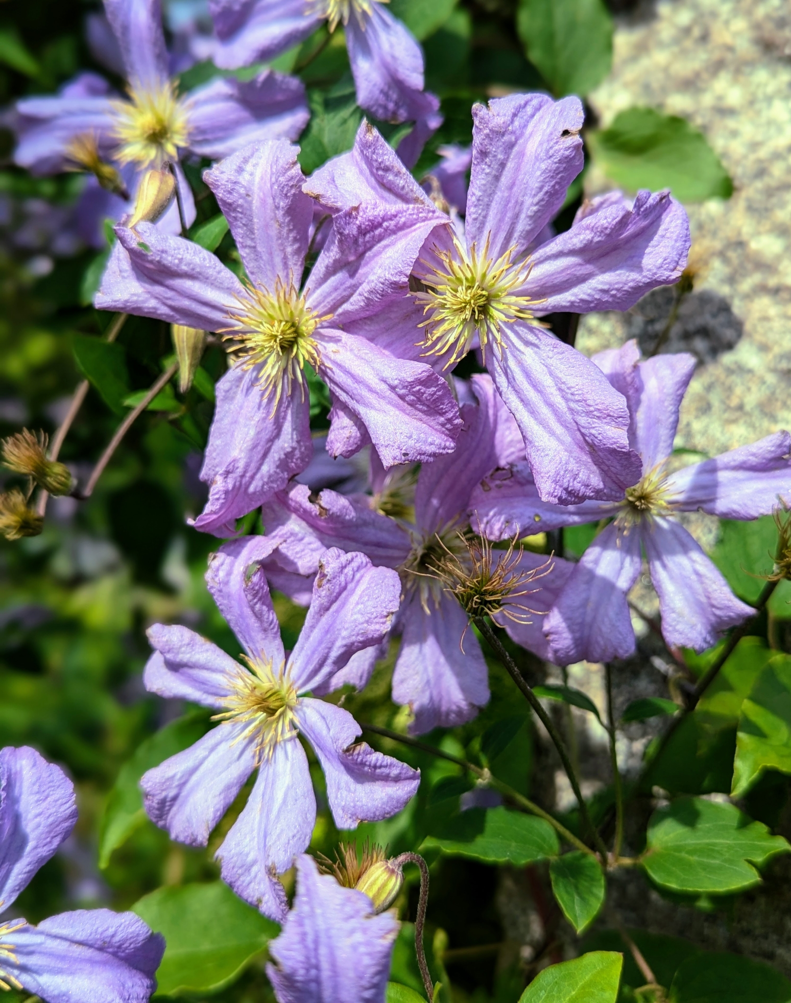 The Martha Stewart Blog : Blog Archive Flowering Clematis - The Martha ...