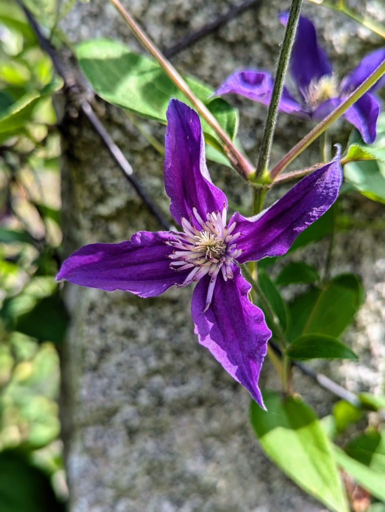 Flowering Clematis - The Martha Stewart Blog