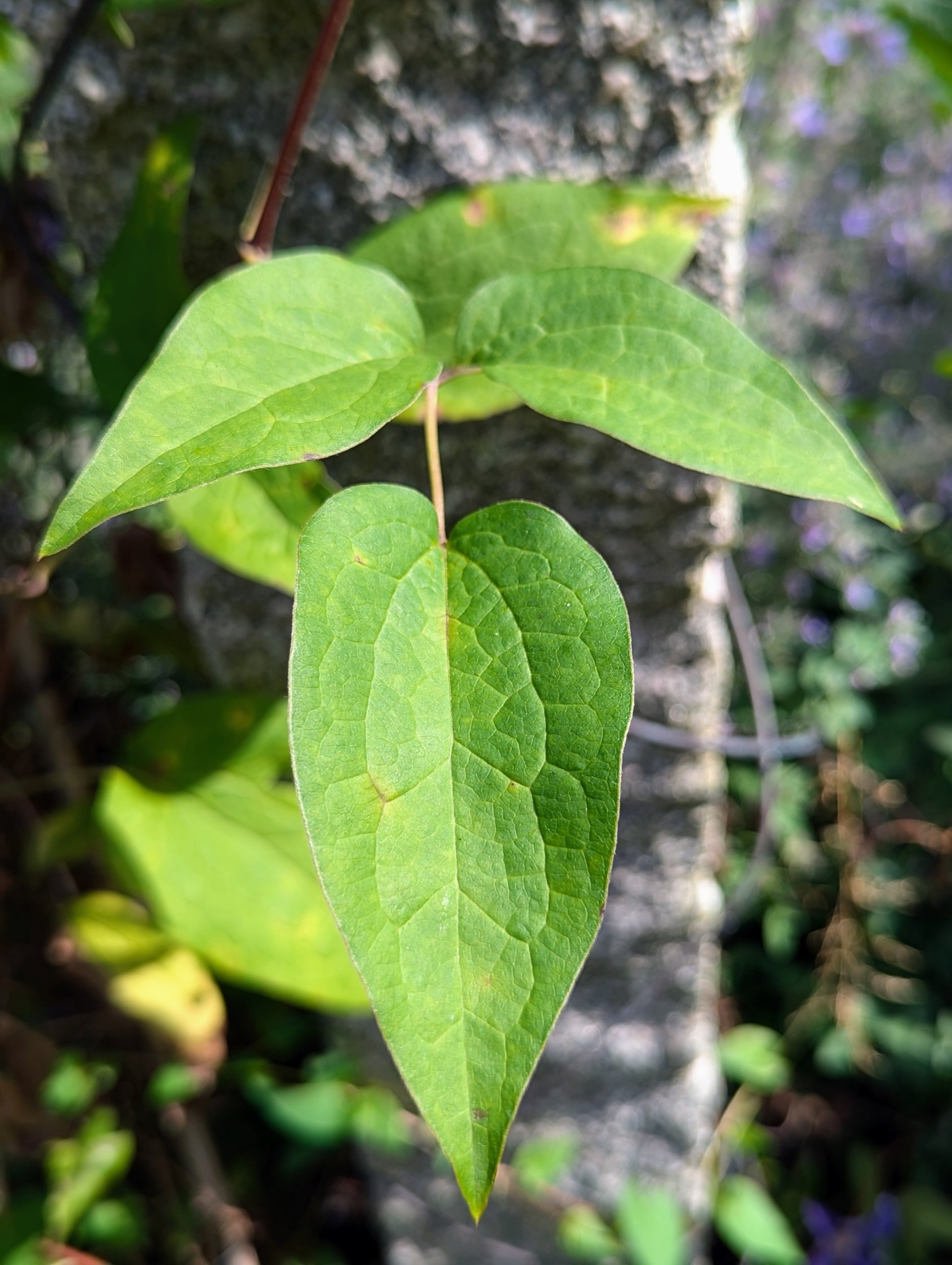 Flowering Clematis - The Martha Stewart Blog