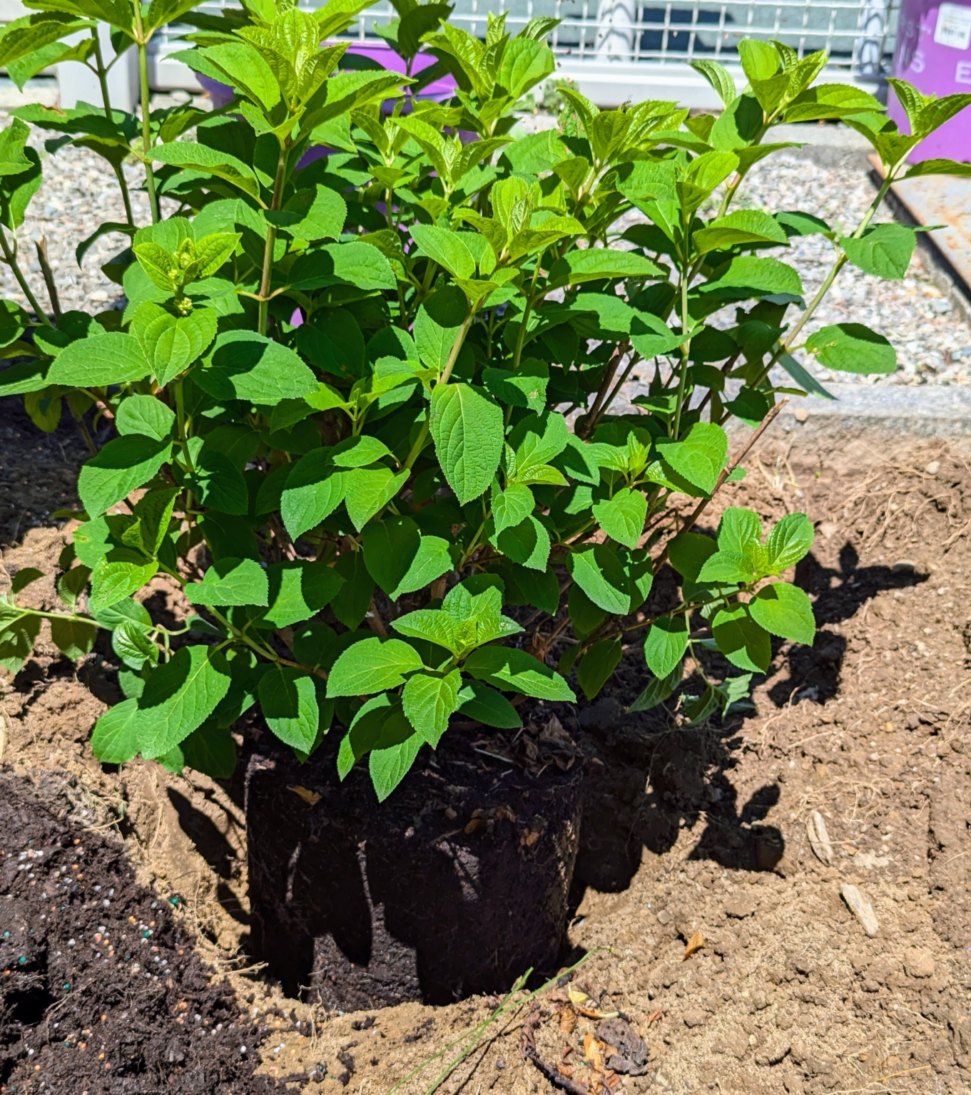 Planting Hydrangeas Around My Tennis Court - The Martha Stewart Blog