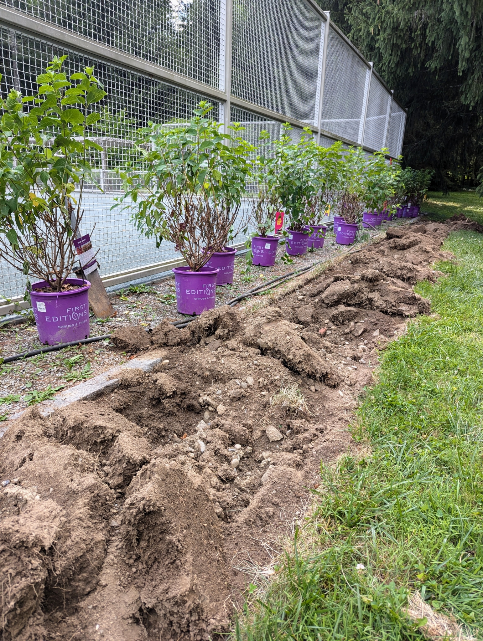Planting Hydrangeas Around My Tennis Court - The Martha Stewart Blog