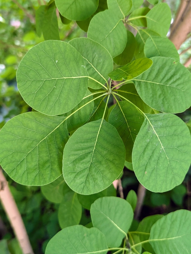 Cotinus - The Martha Stewart Blog
