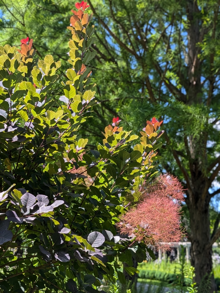 Cotinus - The Martha Stewart Blog