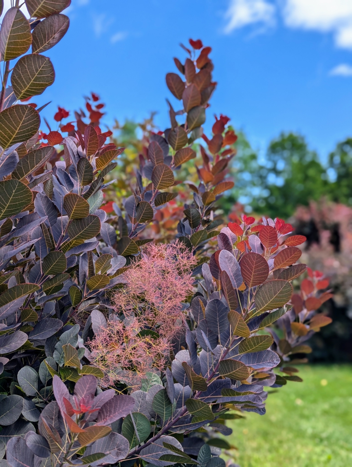 Cotinus - The Martha Stewart Blog