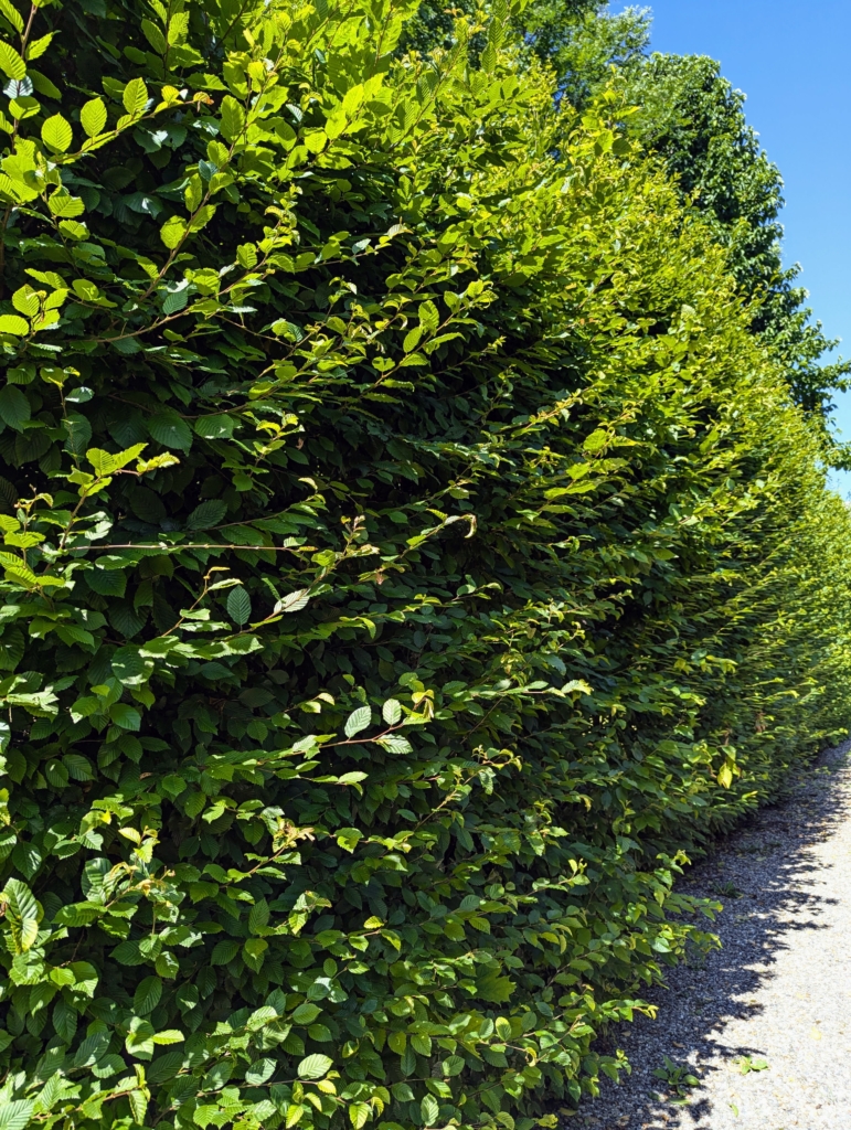Pruning My Hornbeam Hedges - The Martha Stewart Blog