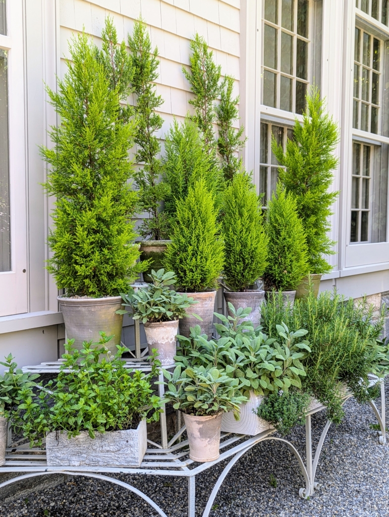Displaying Potted Plants on My Terrace - The Martha Stewart Blog