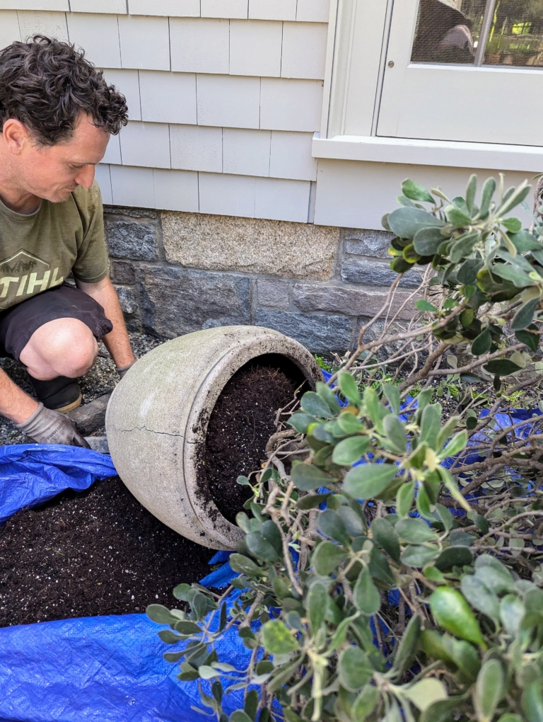 Repotting Pittosporum - The Martha Stewart Blog