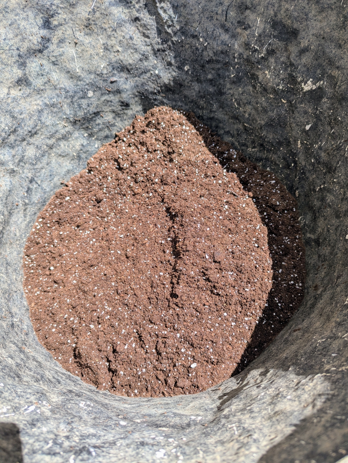 Repotting Pittosporum - The Martha Stewart Blog