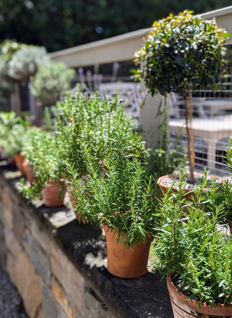 The Martha Stewart Blog : Blog Archive Displaying Potted Plants on My ...