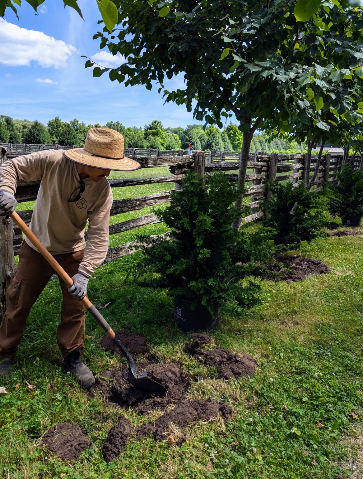 Planting Fernspray Hinoki Cypress from Monrovia - The Martha Stewart Blog