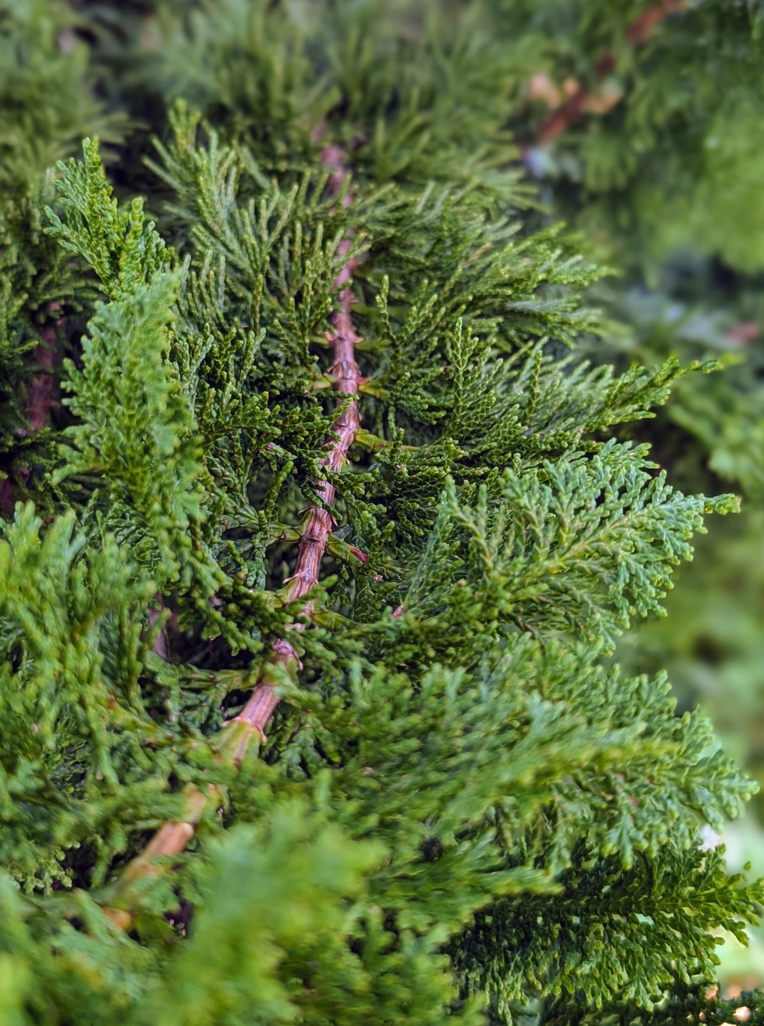 Planting Fernspray Hinoki Cypress from Monrovia - The Martha Stewart Blog