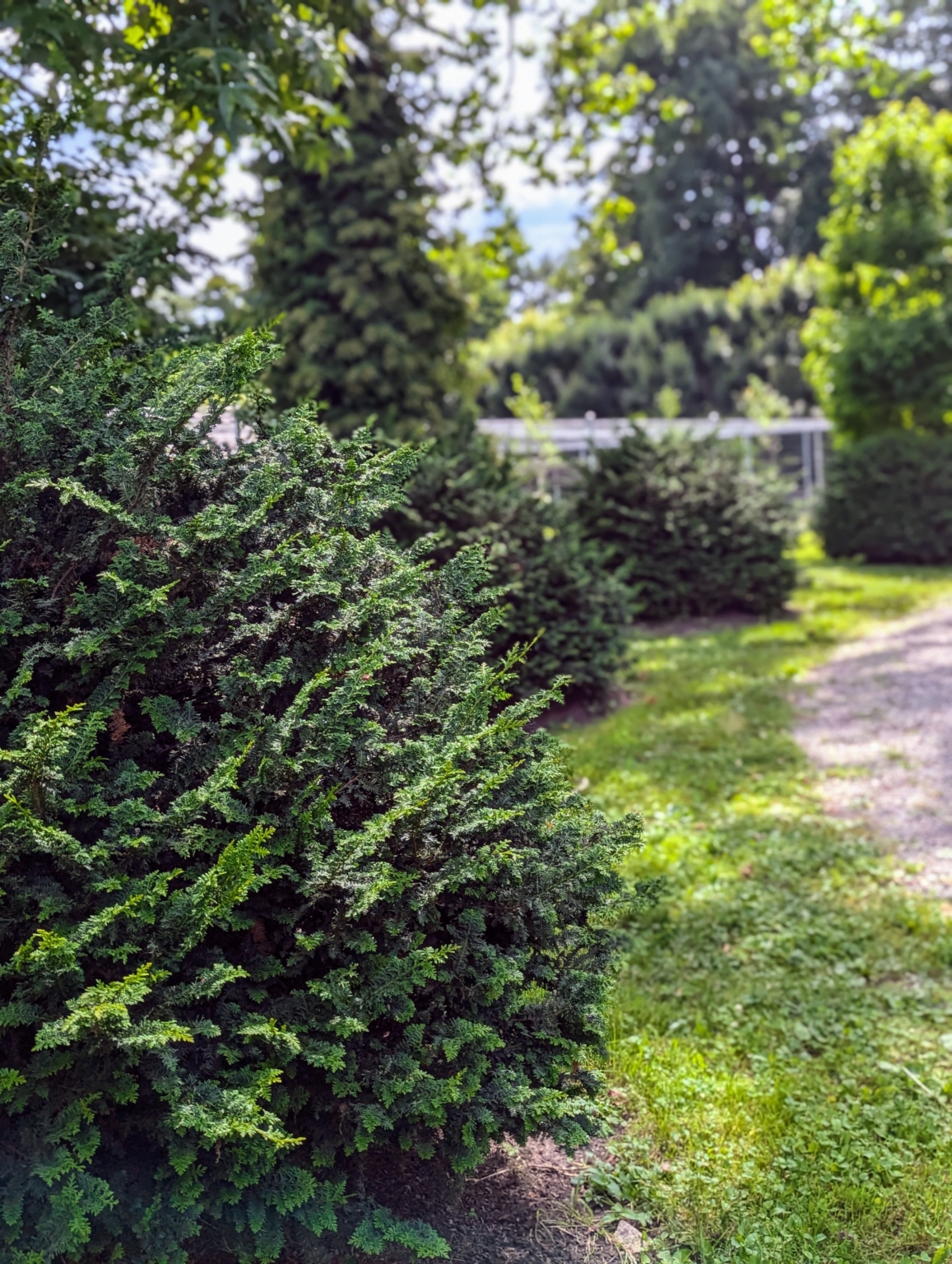 Planting Fernspray Hinoki Cypress from Monrovia - The Martha Stewart Blog