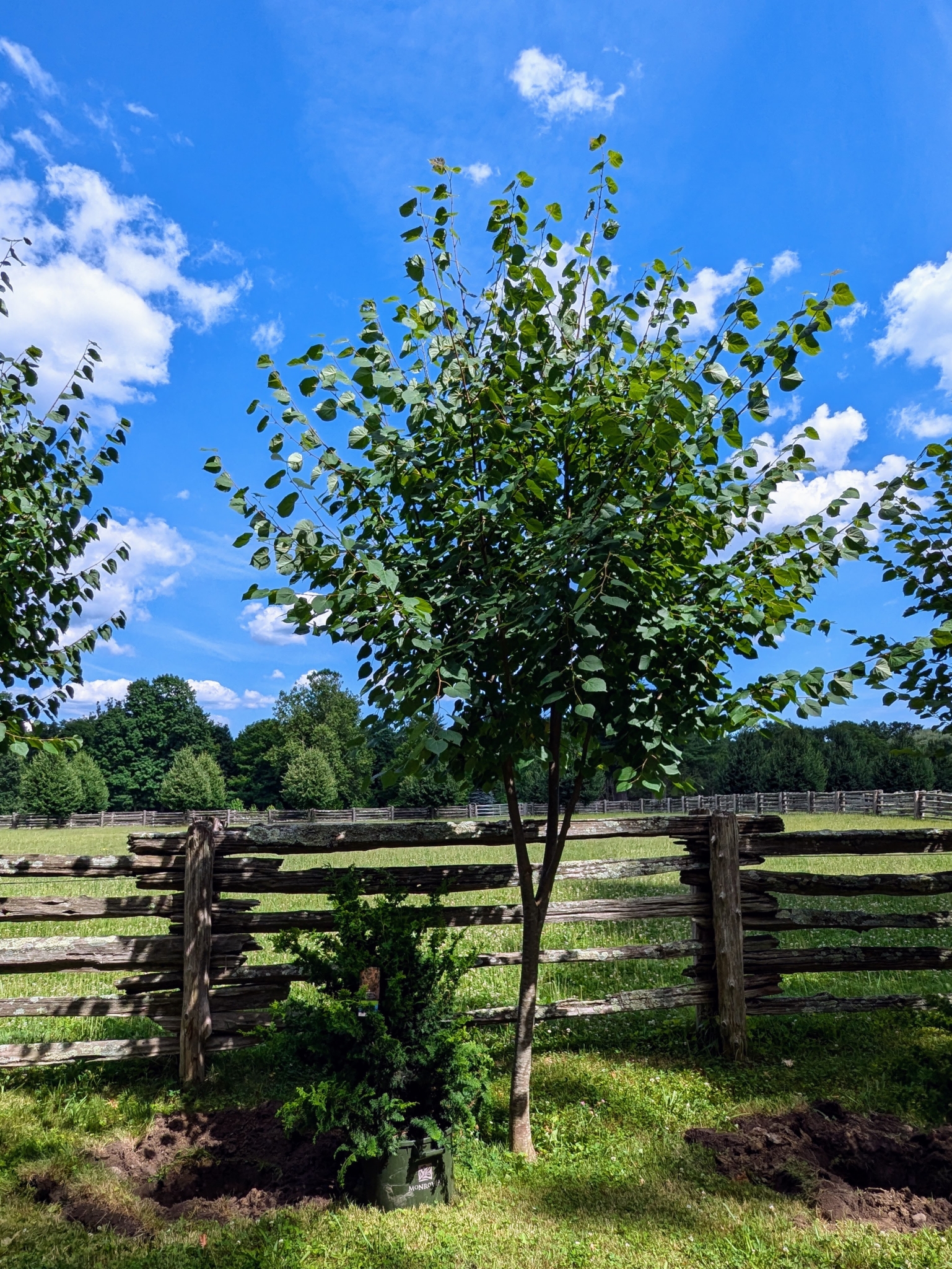 Planting Fernspray Hinoki Cypress from Monrovia - The Martha Stewart Blog