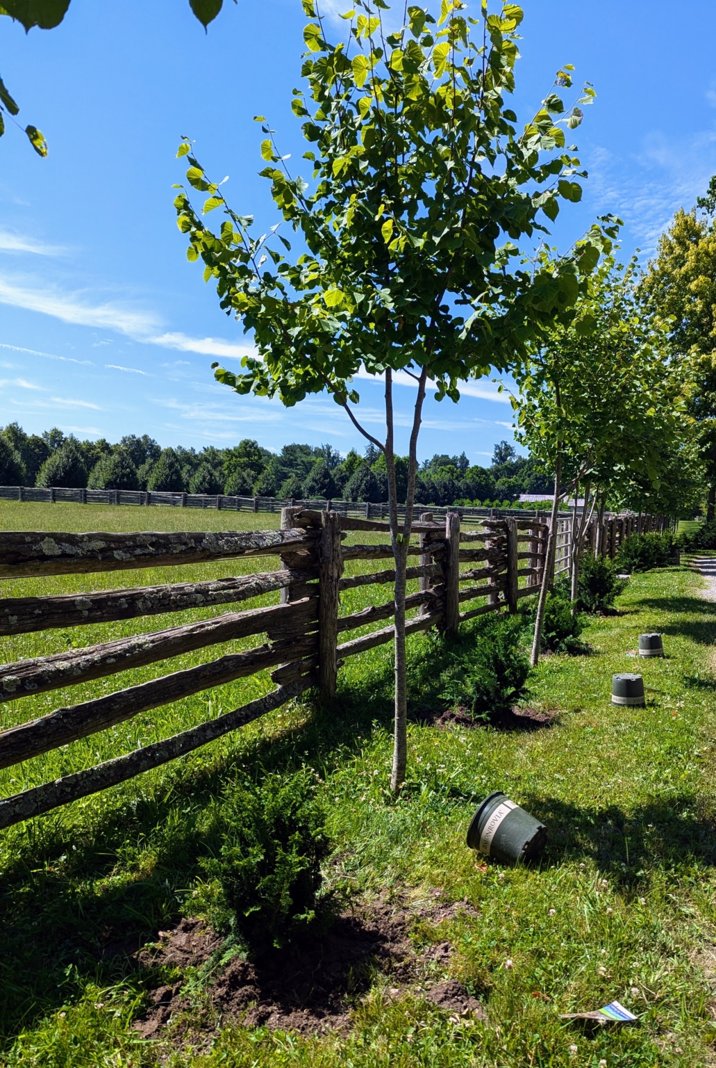 Planting Fernspray Hinoki Cypress from Monrovia - The Martha Stewart Blog