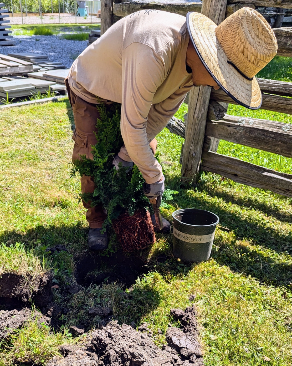 Planting Fernspray Hinoki Cypress from Monrovia - The Martha Stewart Blog