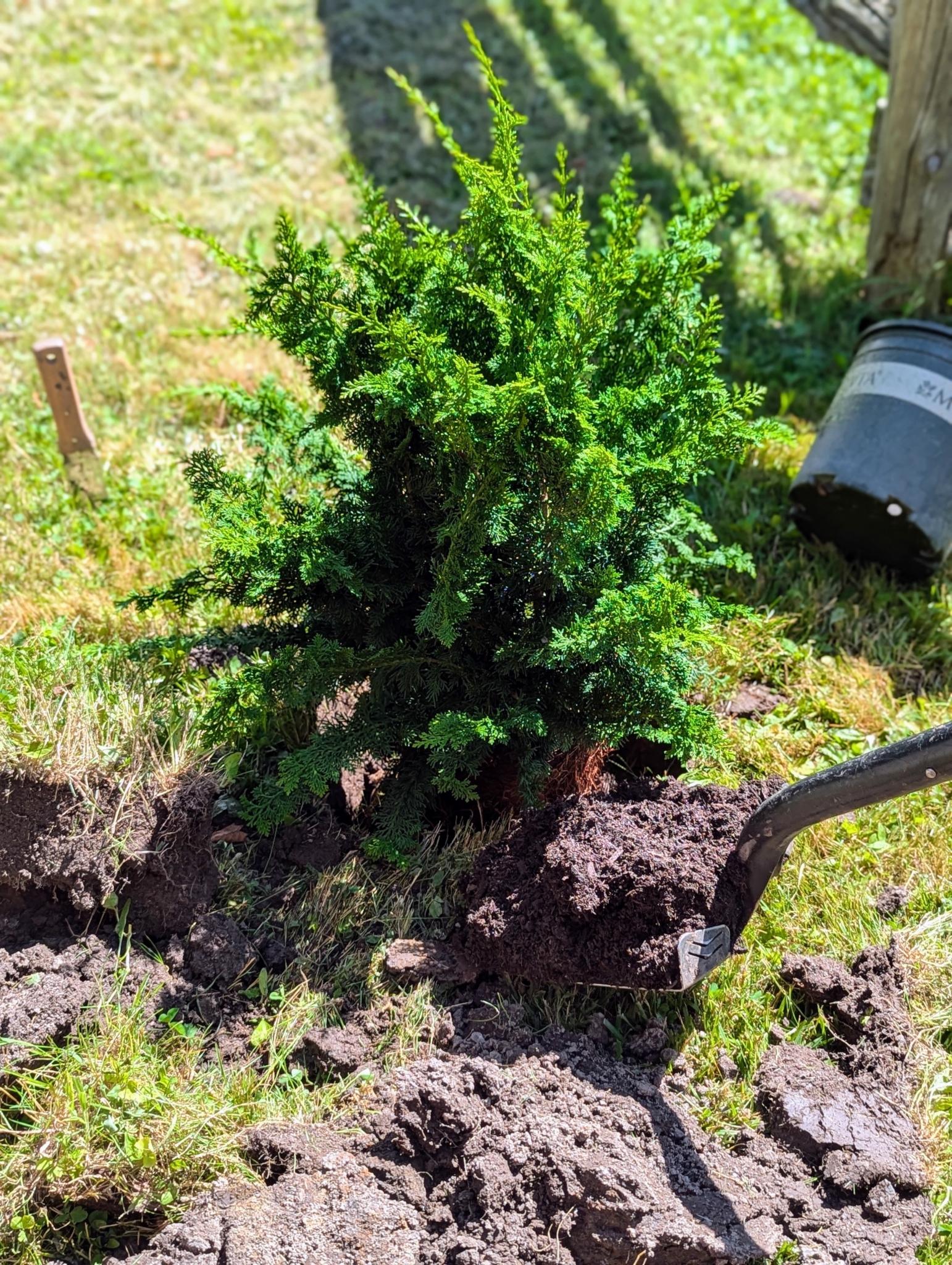 Planting Fernspray Hinoki Cypress from Monrovia - The Martha Stewart Blog