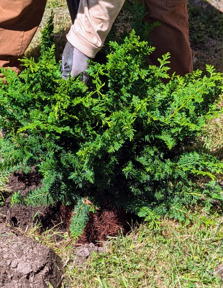 Planting Fernspray Hinoki Cypress from Monrovia - The Martha Stewart Blog