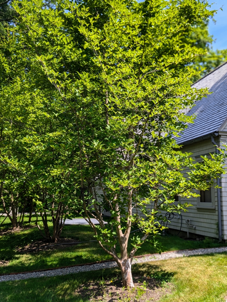 My Stewartia Garden - The Martha Stewart Blog