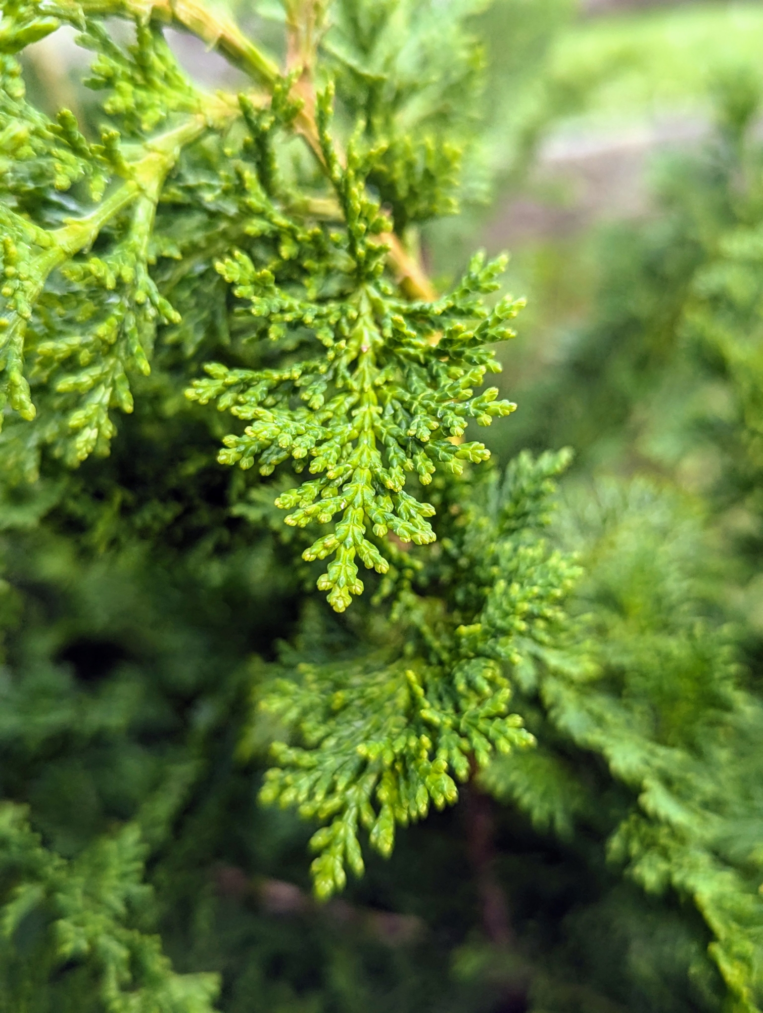 Planting Fernspray Hinoki Cypress from Monrovia - The Martha Stewart Blog