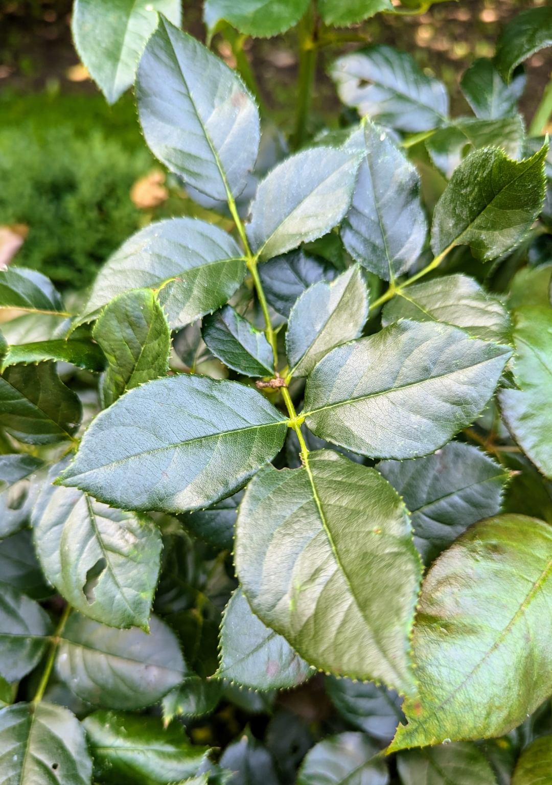 Time to "Prune After Bloom" the Roses - The Martha Stewart Blog