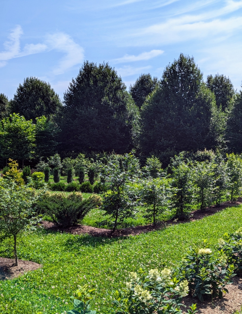 Maintaining My Garden Maze - The Martha Stewart Blog