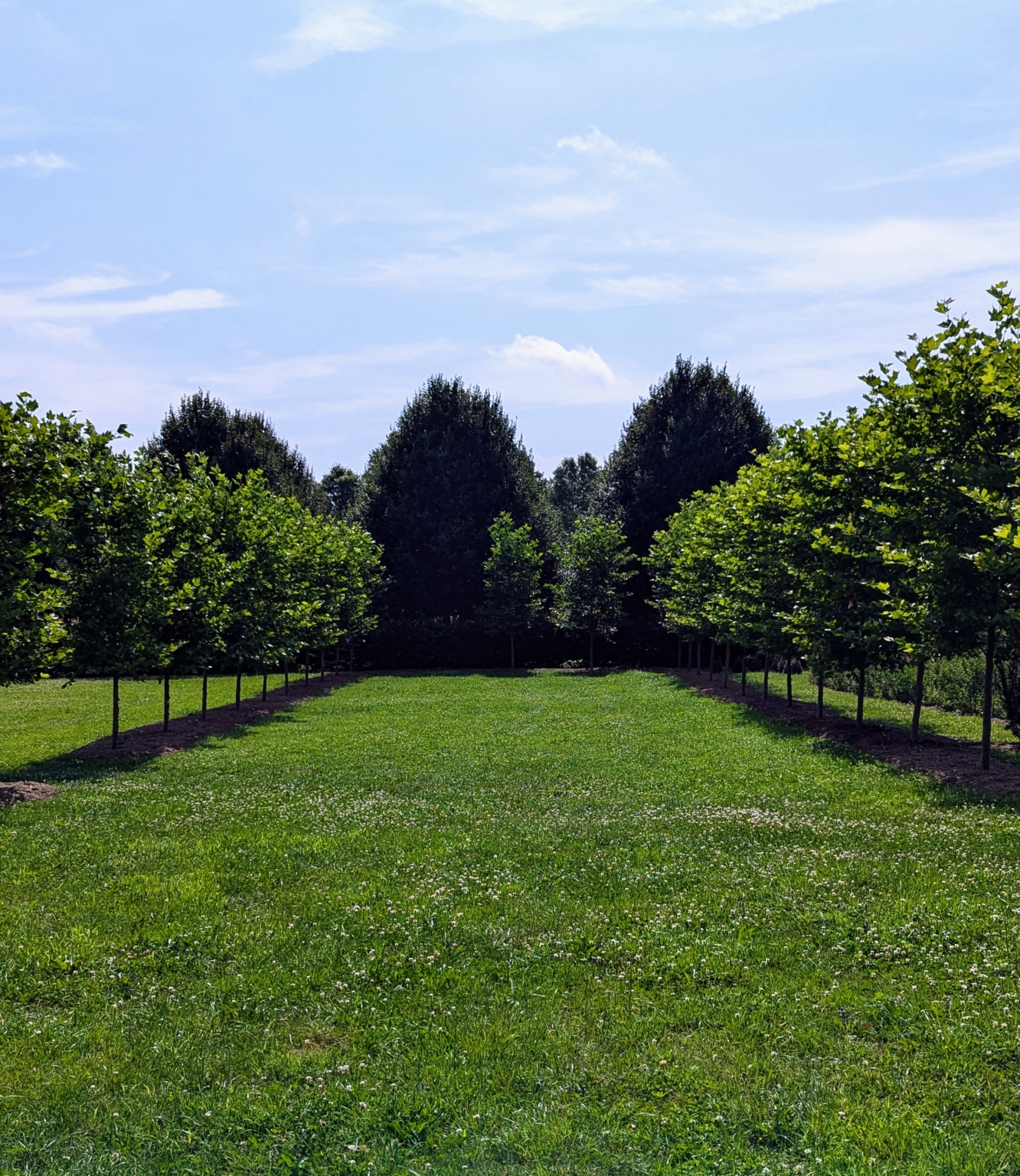 Maintaining My Garden Maze - The Martha Stewart Blog